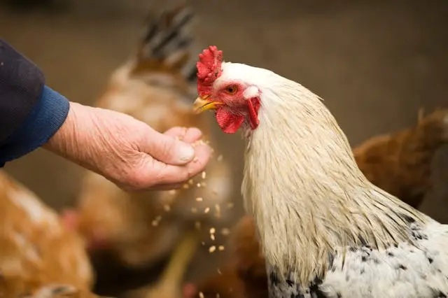 Astral Pharma - Quality Poultry & Livestock Products